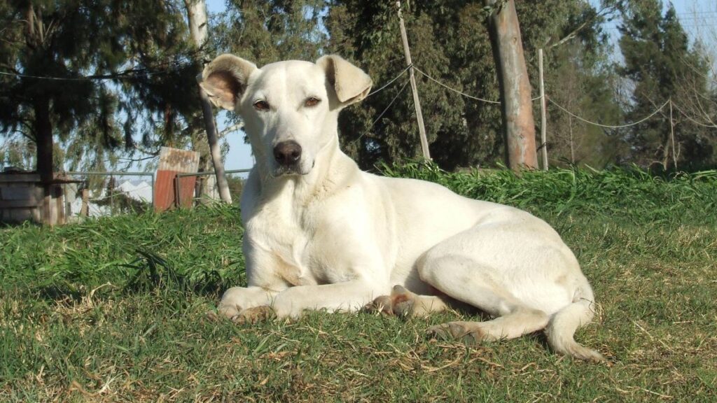 Castraciones gratuitas en Rosario: los lugares